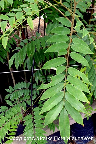 NParks | Koompassia excelsa