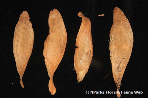 NParks | Koompassia malaccensis