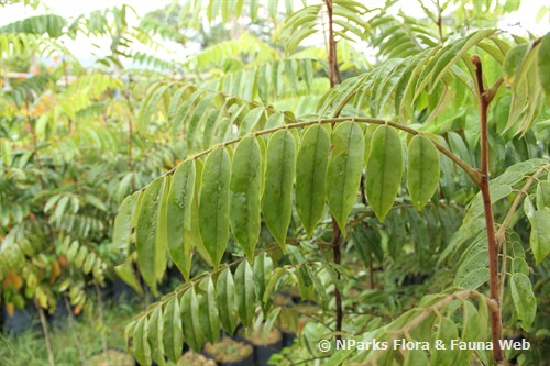 NParks | Koompassia malaccensis