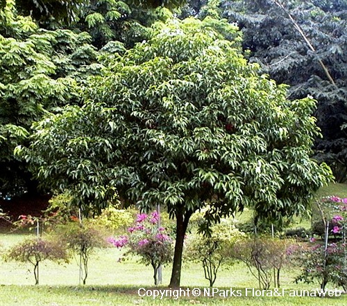 NParks | Kopsia arborea