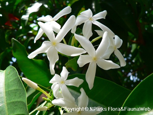 NParks | Kopsia arborea