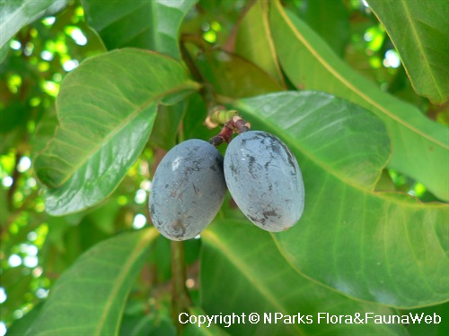 NParks | Kopsia arborea