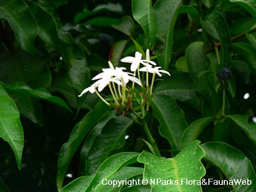 NParks | Kopsia arborea