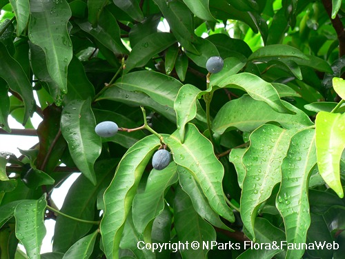 NParks | Kopsia arborea