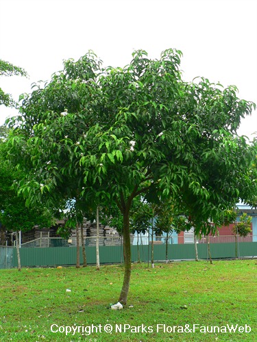 NParks | Kopsia arborea