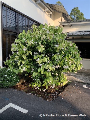 NParks | Kopsia singapurensis