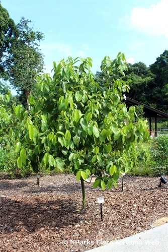 NParks | Kopsia singapurensis