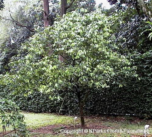 NParks | Kopsia singapurensis