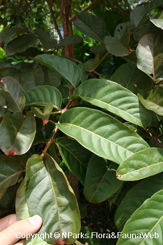 NParks | Lagerstroemia floribunda