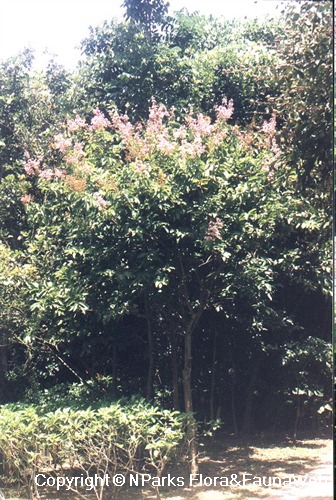 NParks | Lagerstroemia langkawiensis
