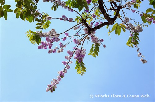 NParks | Lagerstroemia loudonii