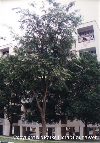 NParks | Lagerstroemia loudonii