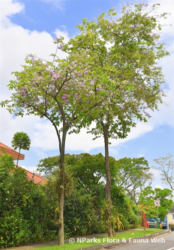 NParks | Lagerstroemia loudonii