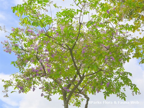 NParks | Lagerstroemia loudonii