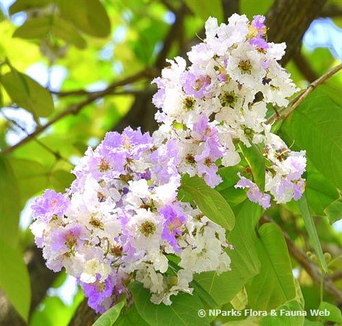 NParks | Lagerstroemia loudonii
