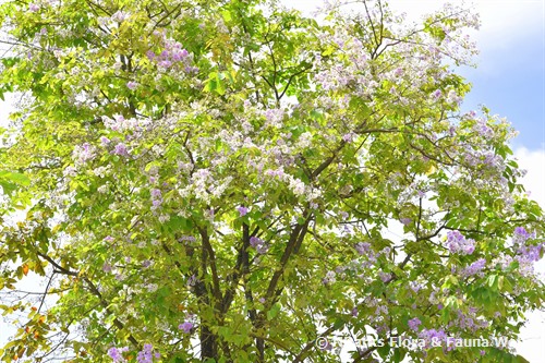 NParks | Lagerstroemia loudonii