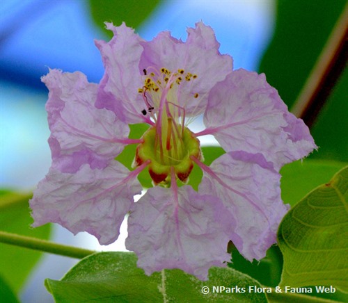 NParks | Lagerstroemia loudonii