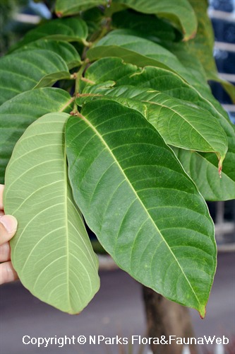 NParks | Lagerstroemia speciosa