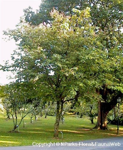 NParks | Lagerstroemia speciosa