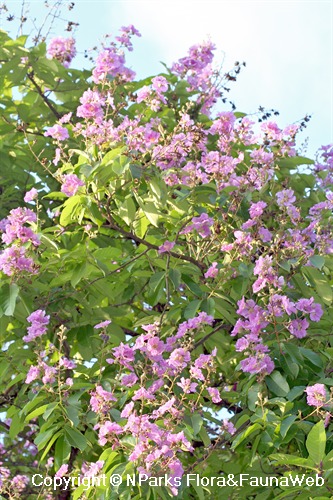 NParks | Lagerstroemia speciosa