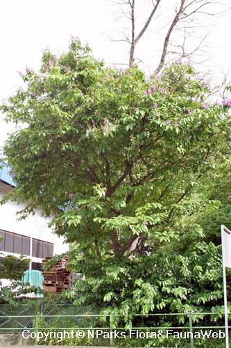 NParks | Lagerstroemia speciosa