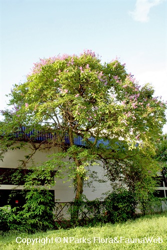 NParks | Lagerstroemia speciosa