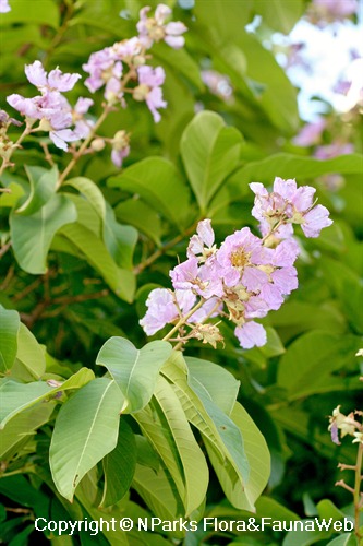 NParks | Lagerstroemia speciosa