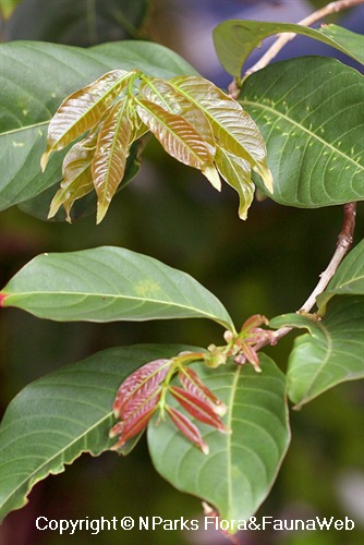 NParks | Lagerstroemia speciosa