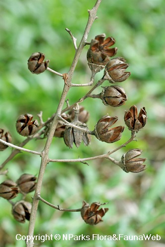 NParks | Lagerstroemia speciosa