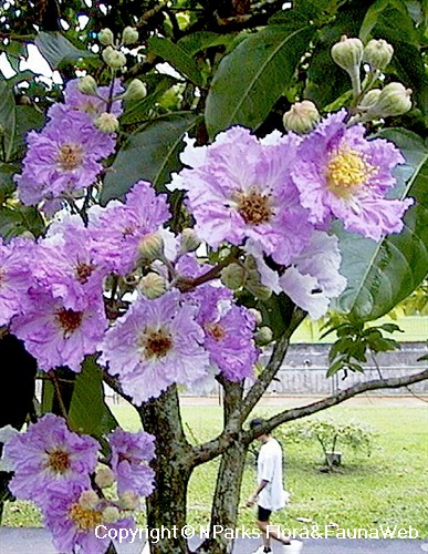 NParks | Lagerstroemia speciosa