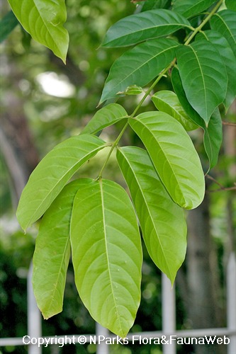 NParks | Lagerstroemia speciosa