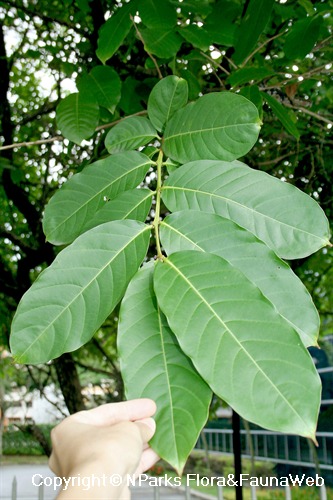 NParks | Lagerstroemia speciosa