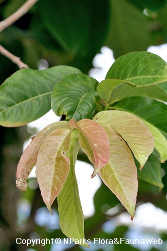 NParks | Lagerstroemia speciosa