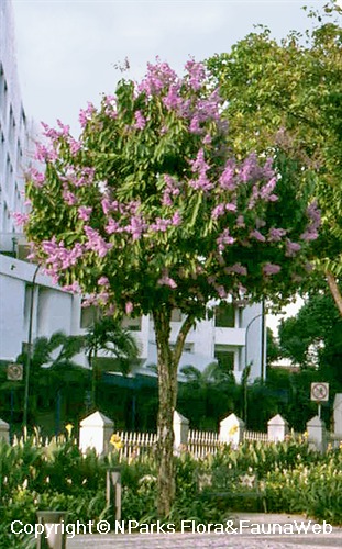 Queen Crape Myrtle (Lagerstroemia Speciosa | atelier-yuwa.ciao.jp Queen Crape Myrtle (Lagerstroemia Speciosa | atelier-yuwa.ciao.jp
