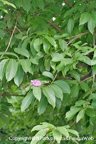 NParks | Lagerstroemia speciosa