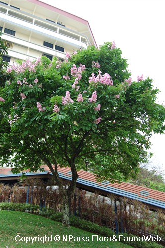 NParks | Lagerstroemia speciosa (Pink Flower)