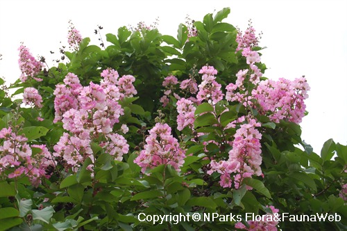 NParks | Lagerstroemia speciosa (Pink Flower)