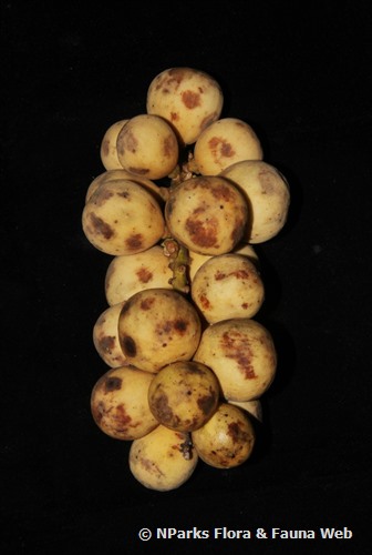 NParks | Lansium domesticum