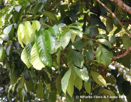 NParks | Lansium domesticum