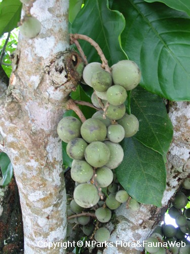 NParks | Lansium domesticum