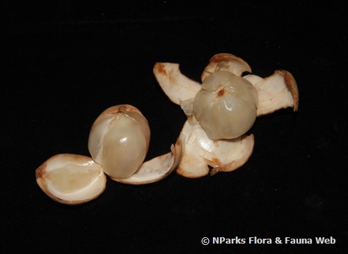 NParks | Lansium domesticum