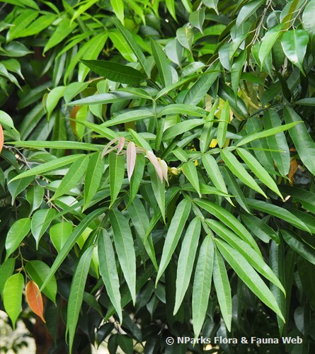 NParks | Lepisanthes alata