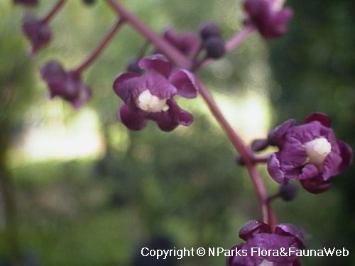 NParks | Lepisanthes alata