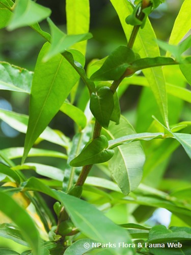 NParks | Lepisanthes alata