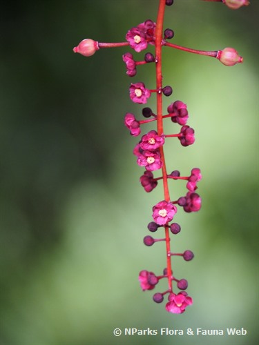 NParks | Lepisanthes alata