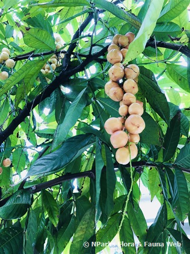 NParks | Lepisanthes alata