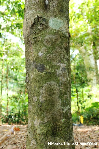 NParks | Lepisanthes alata