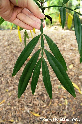 NParks | Lepisanthes alata