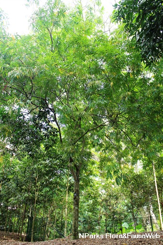 NParks | Lepisanthes alata