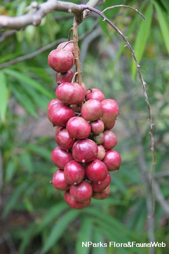 NParks | Lepisanthes alata